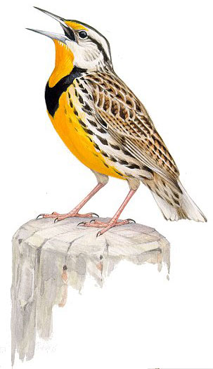 Grassland Birds – Greene Land Trust
