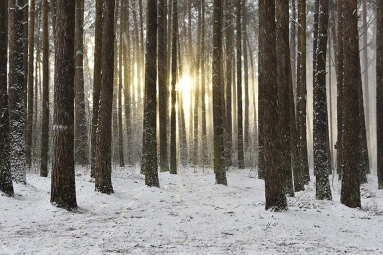 February 24, 2024: Winter Woodland Walk with Kelsey West – Greene Land ...