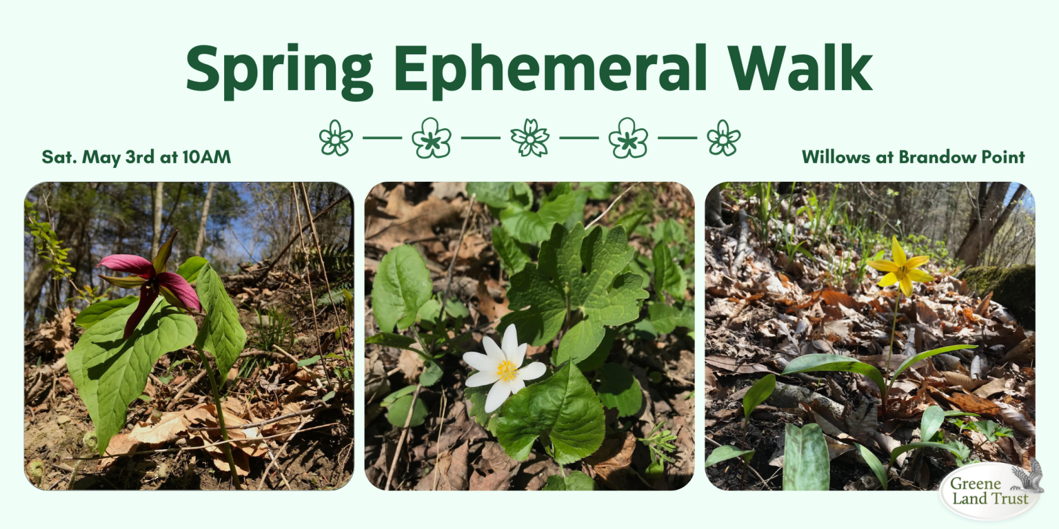 May 3, 2025: Spring Ephemerals Walk – Greene Land Trust